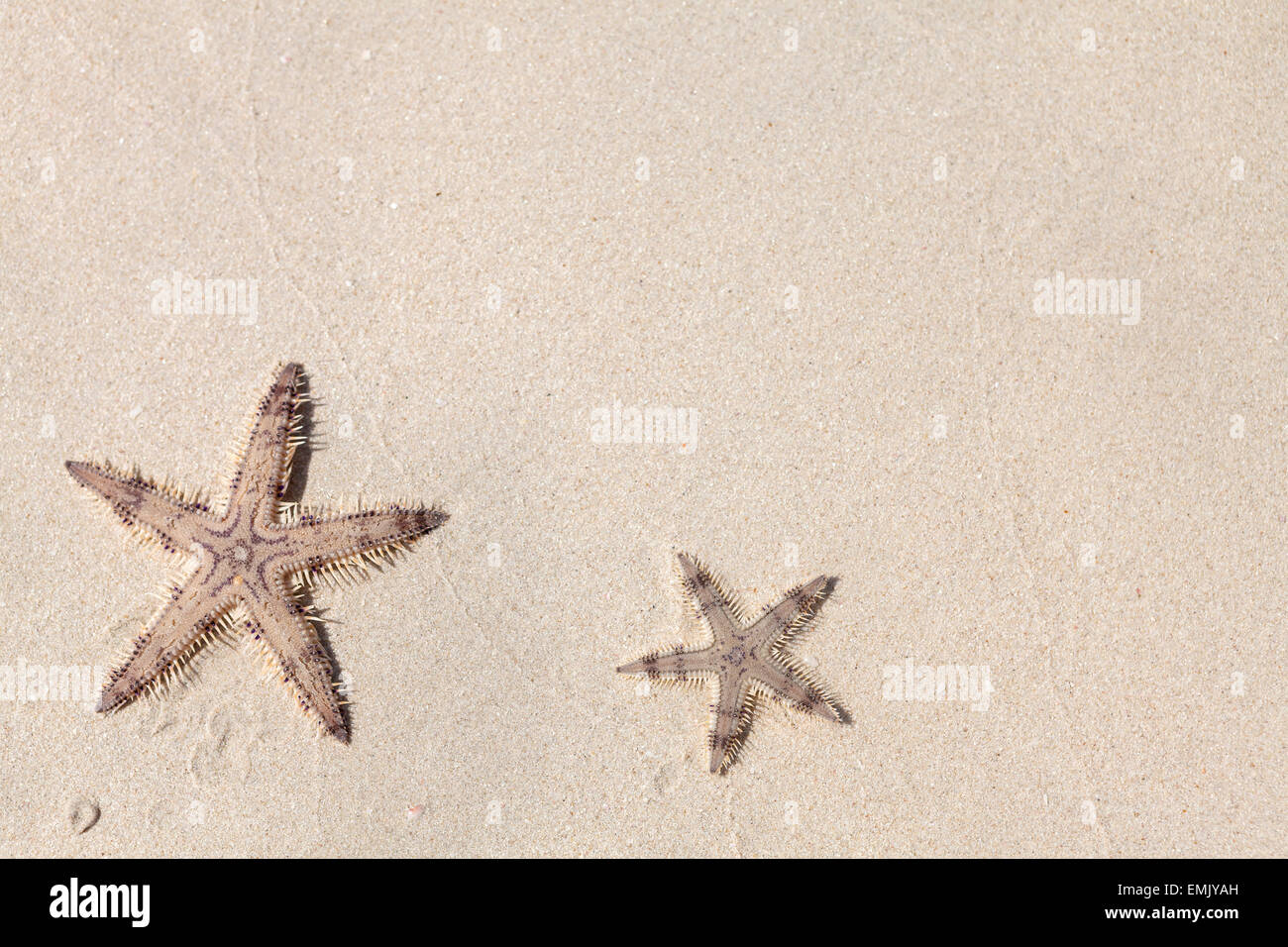 Seastars hi-res stock photography and images - Alamy