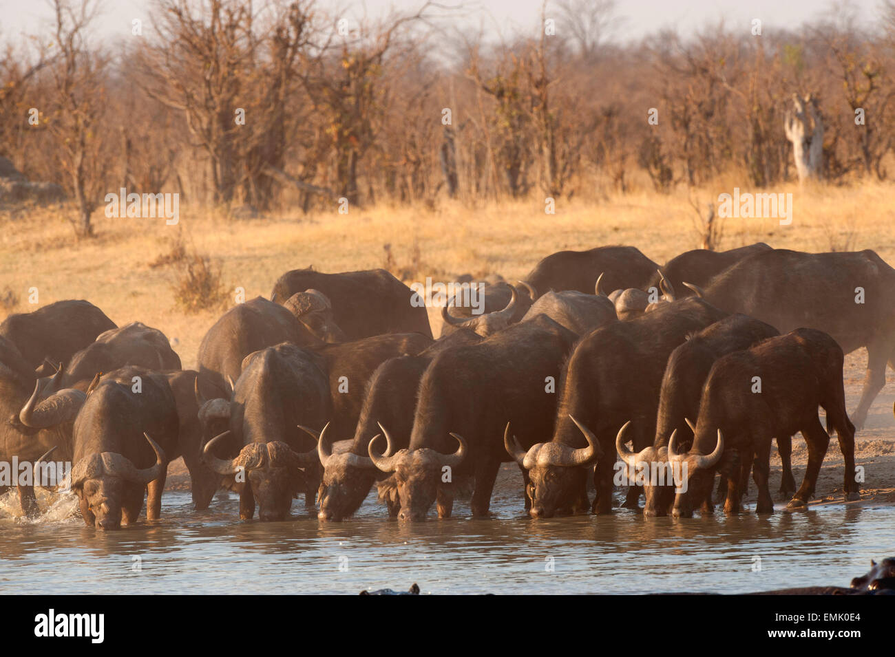Man on water buffalo hi-res stock photography and images - Alamy