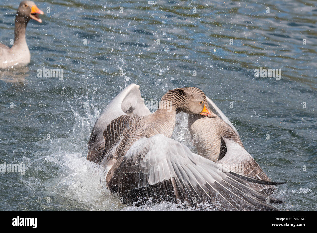 A Greylag Goose with chicks fighting another goose that got too close ...