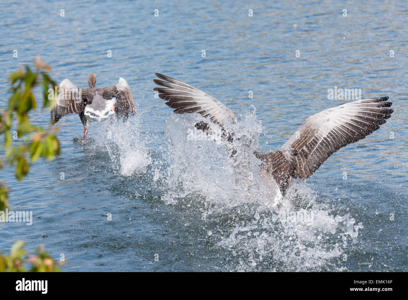 A Greylag Goose with chicks chasing off another goose that got to close ...