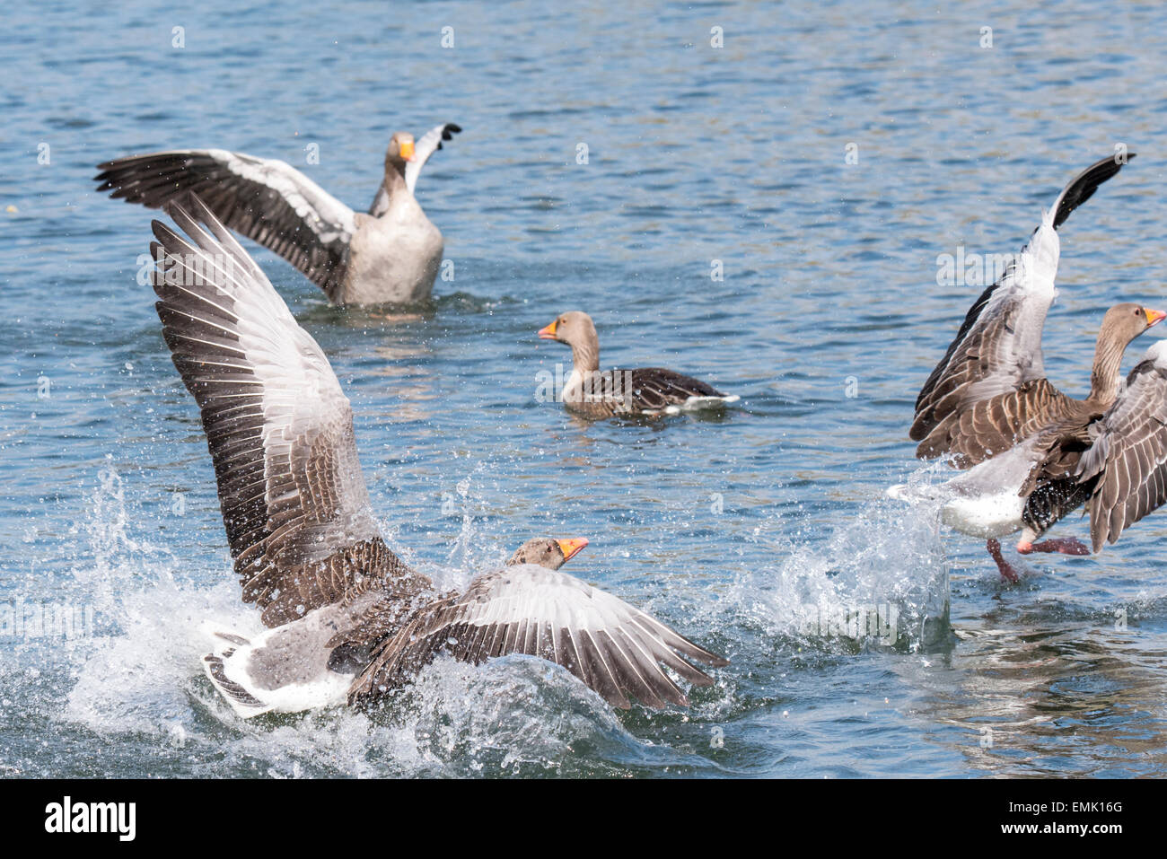 A Greylag Goose with chicks chasing off another goose that got too ...