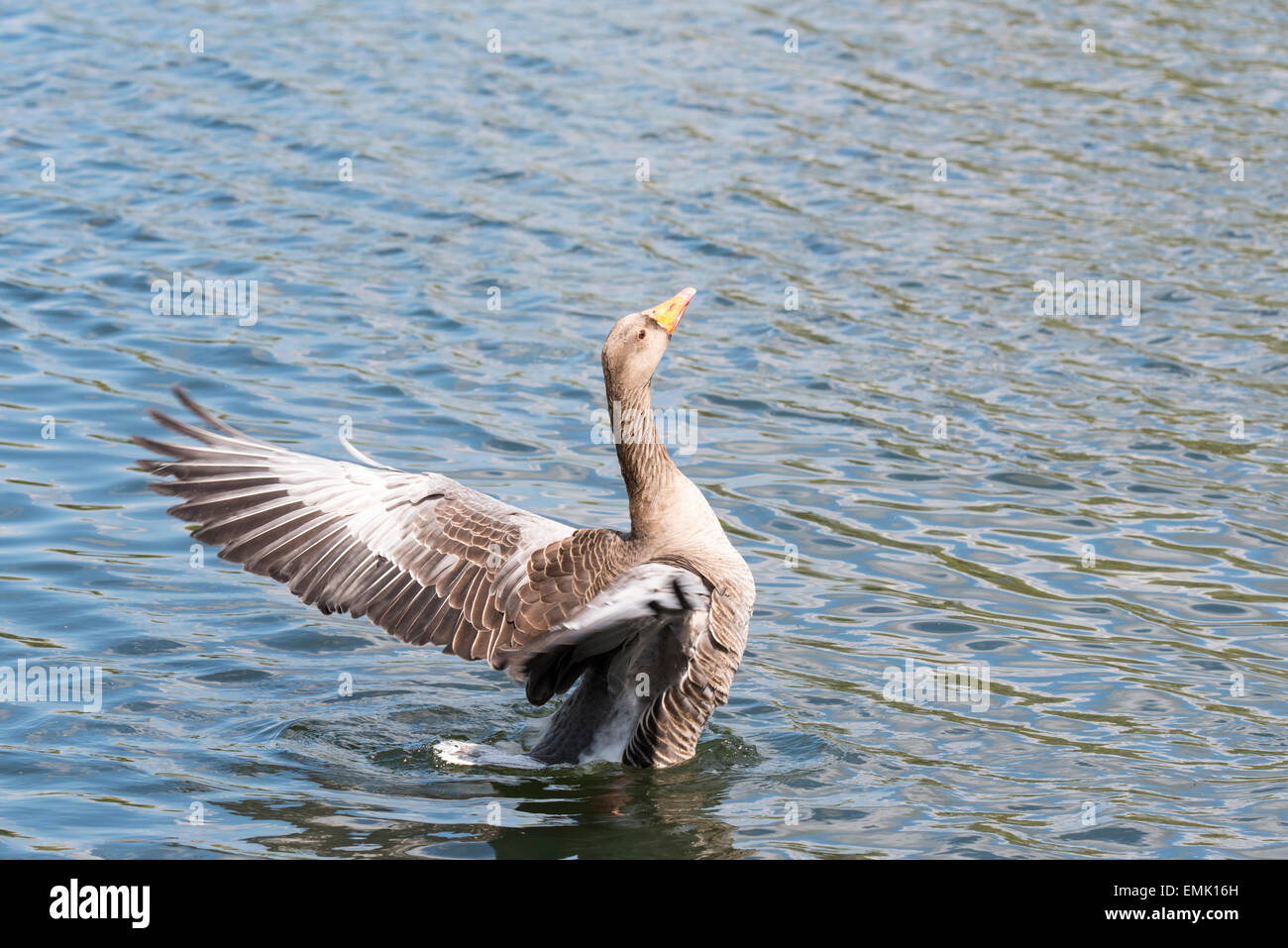 A Greylag goose flapping its wings Stock Photo - Alamy