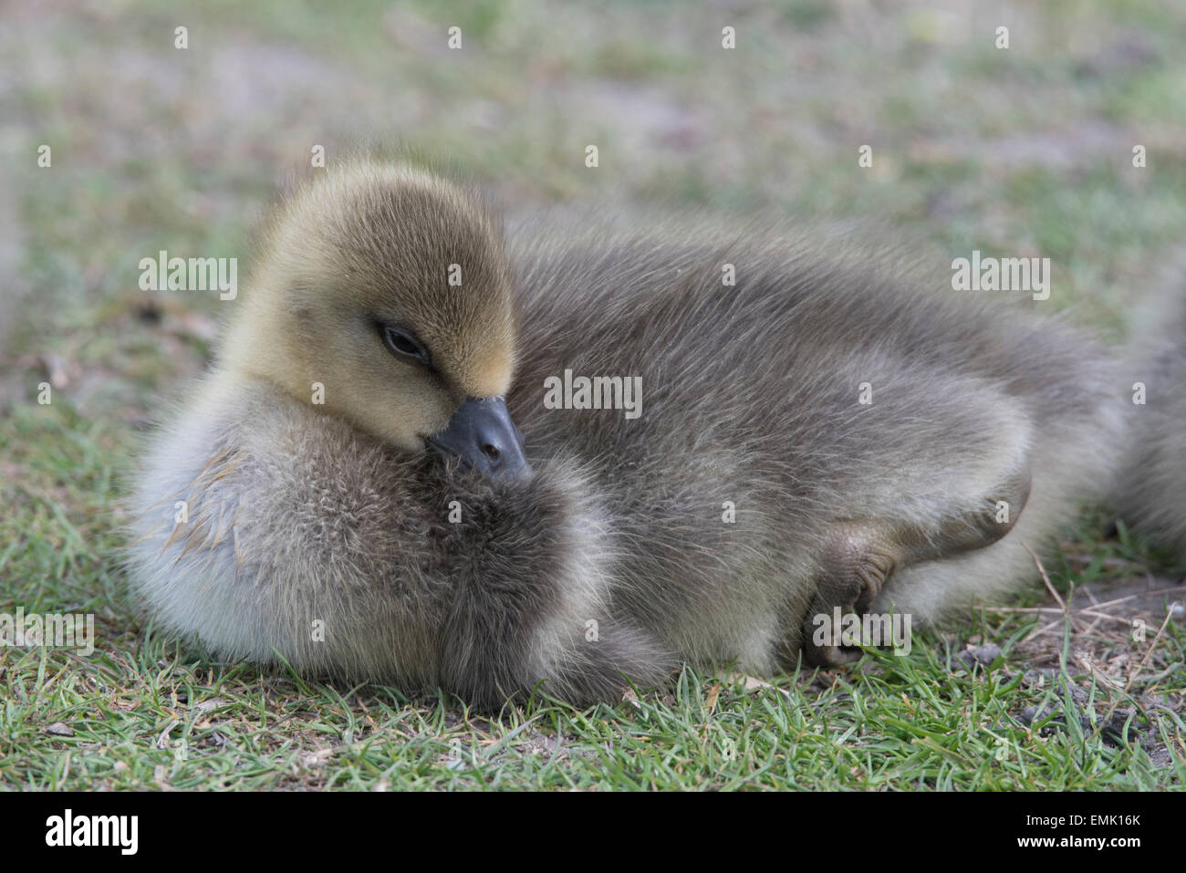 1 gosling hi-res stock photography and images - Alamy