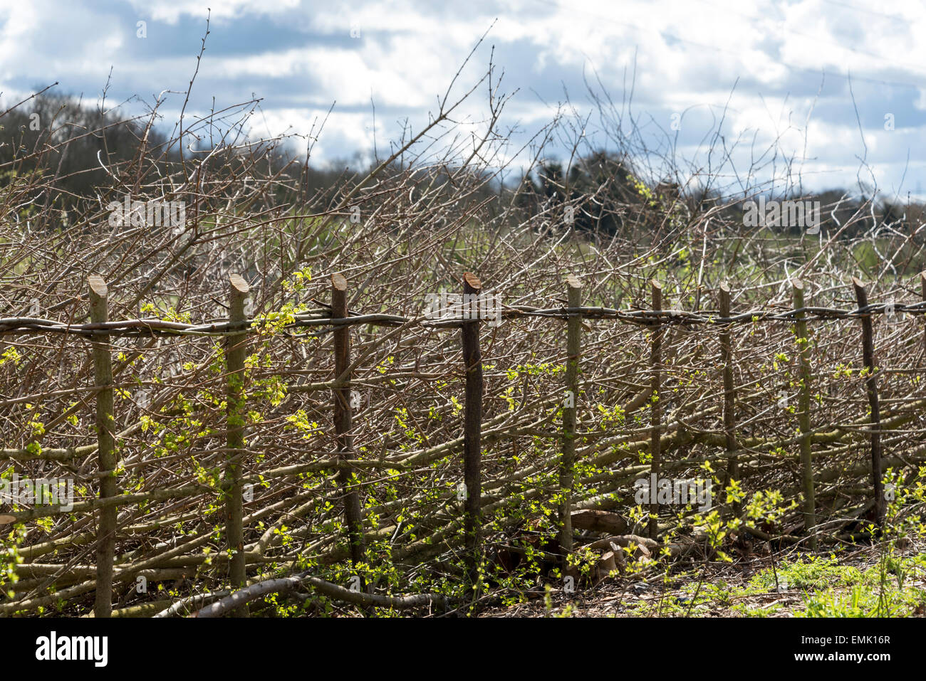 Hazel hedge hi-res stock photography and images - Alamy