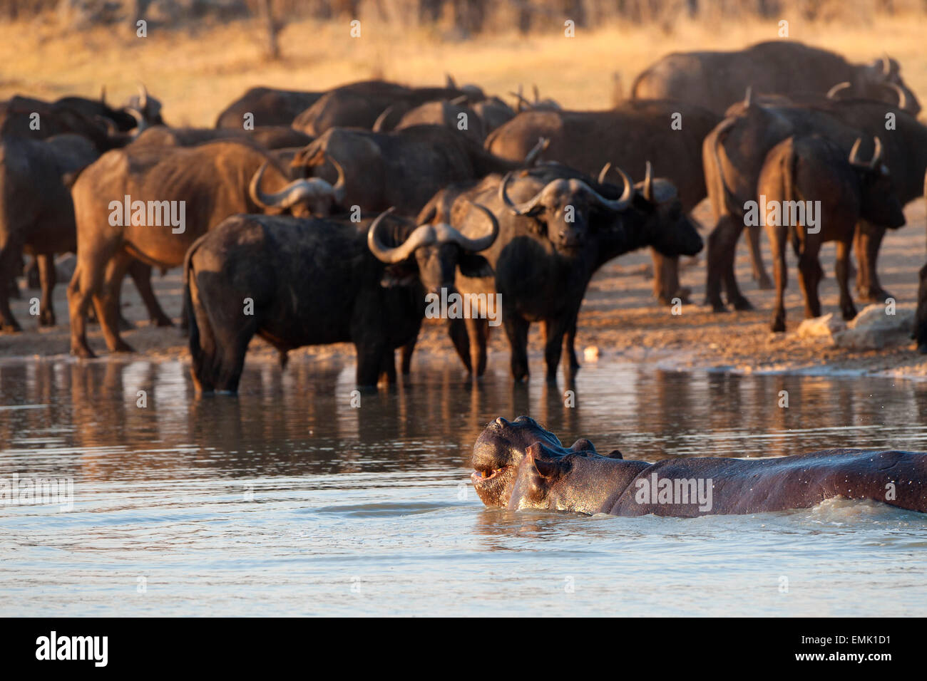 Buffalo teeth hi-res stock photography and images - Alamy