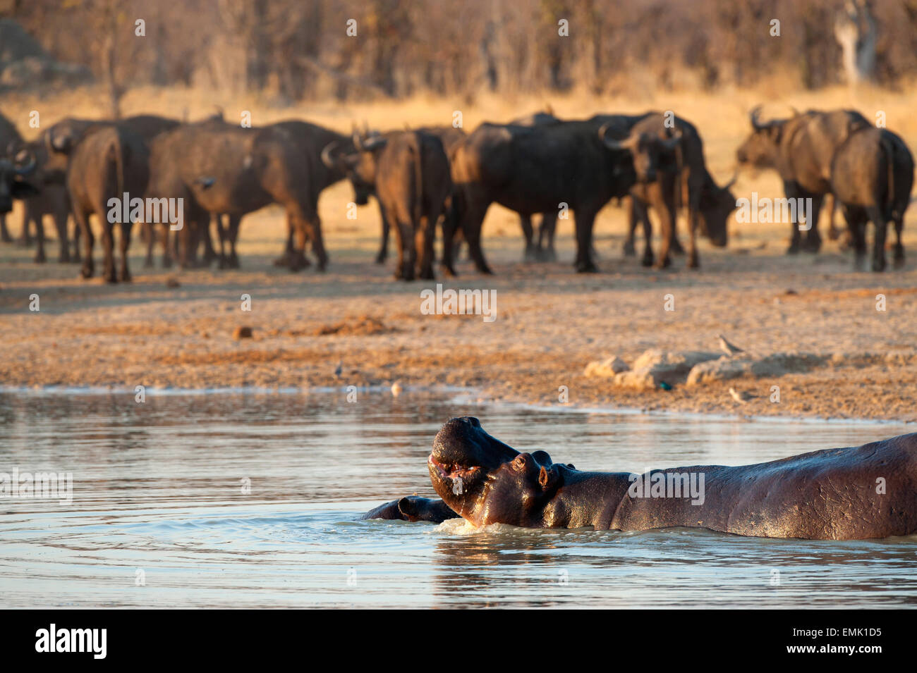 Buffalo teeth hi-res stock photography and images - Alamy