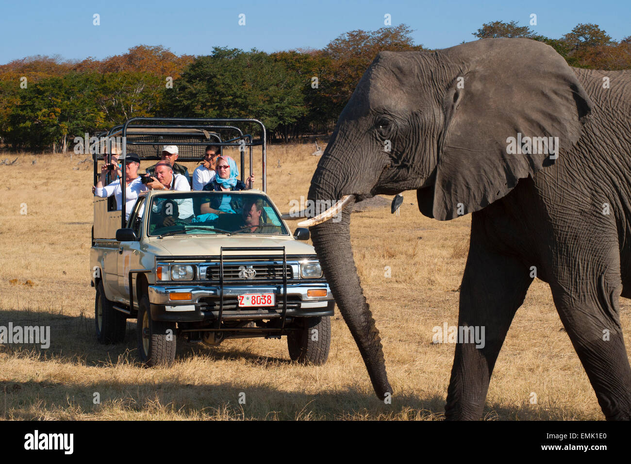 Tourists watching large elephant hi-res stock photography and images ...