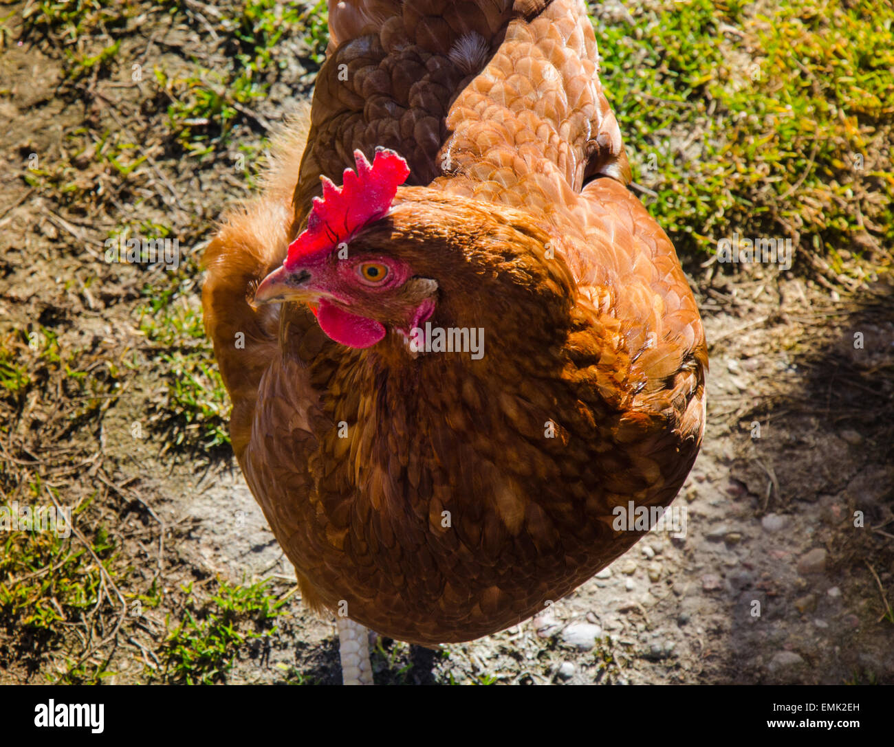 Domestic chiken hi-res stock photography and images - Alamy