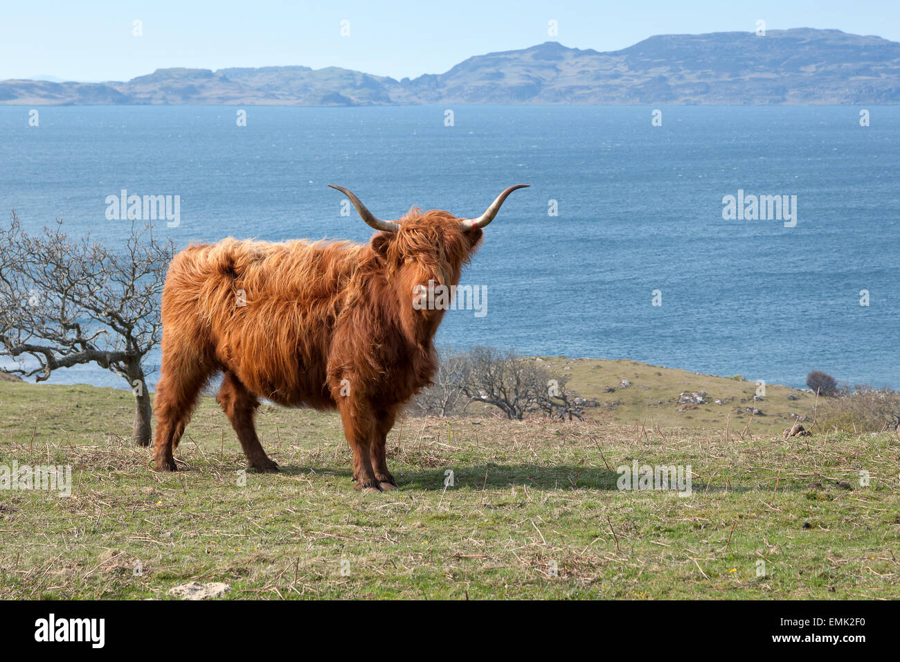 Scottish highland cattle Stock Photo - Alamy