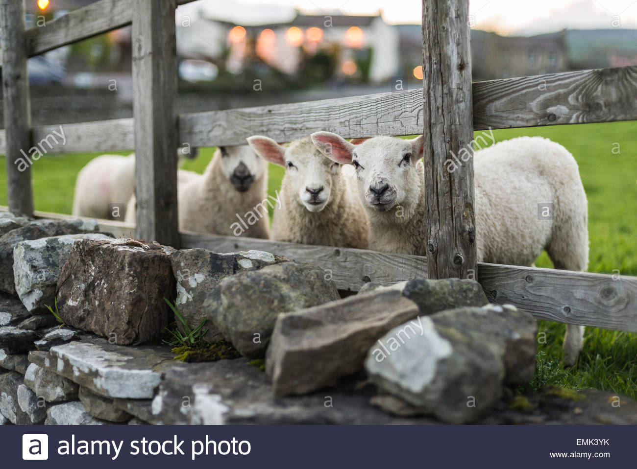 Paddock Wood Stock Photos & Paddock Wood Stock Images - Alamy
