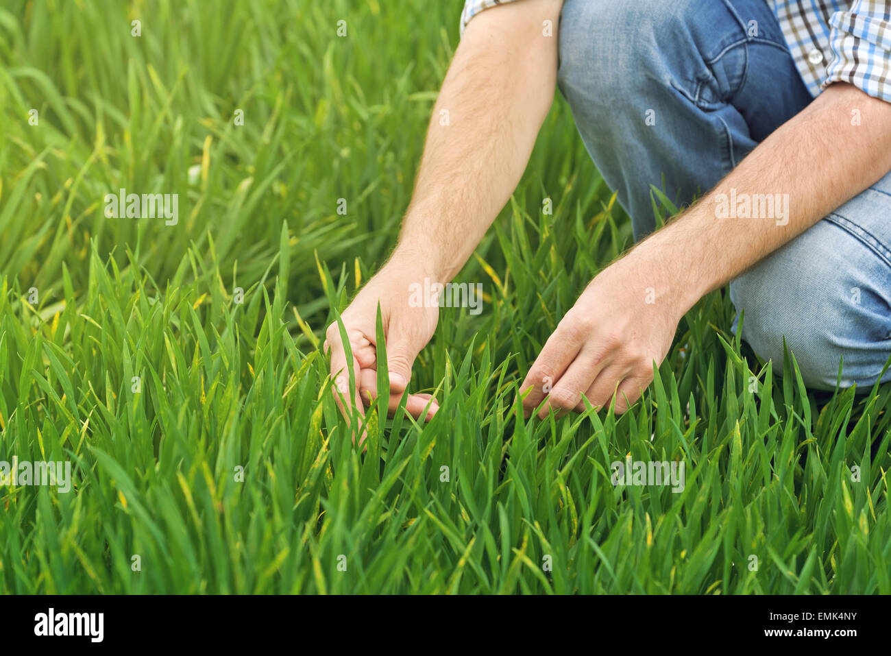 Farmer Examines and Controls Young Wheat Cultivation Field, Crop ...