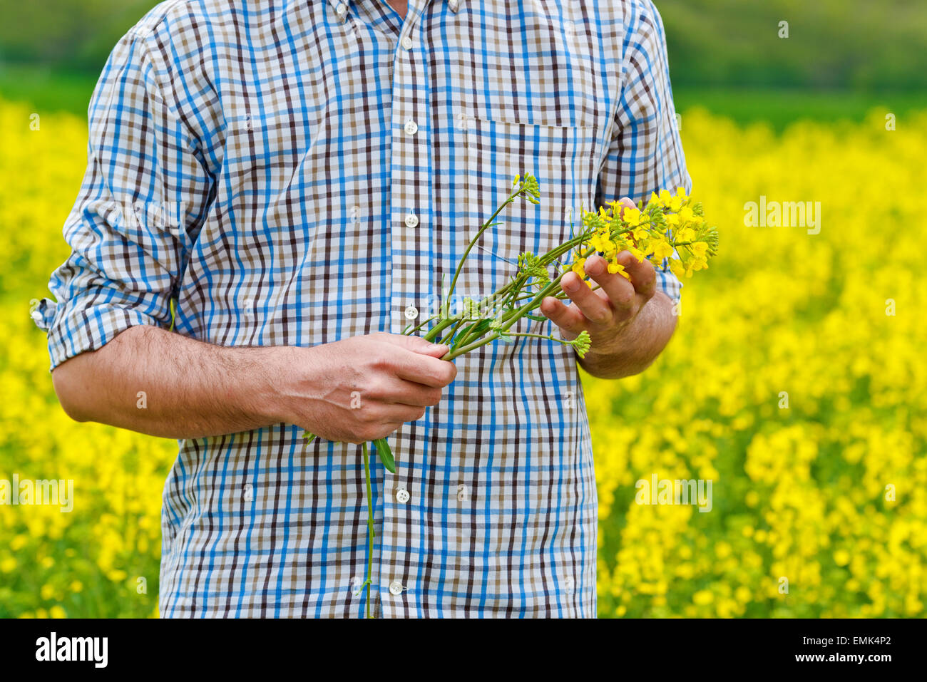 Male Farmer Standing in Oilseed Rapeseed Cultivated Agricultural Field ...