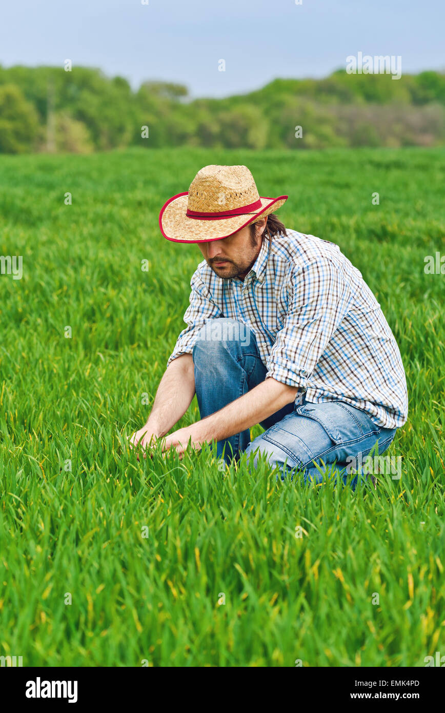 Farmer Examines and Controls Young Wheat Cultivation Field, Crop ...