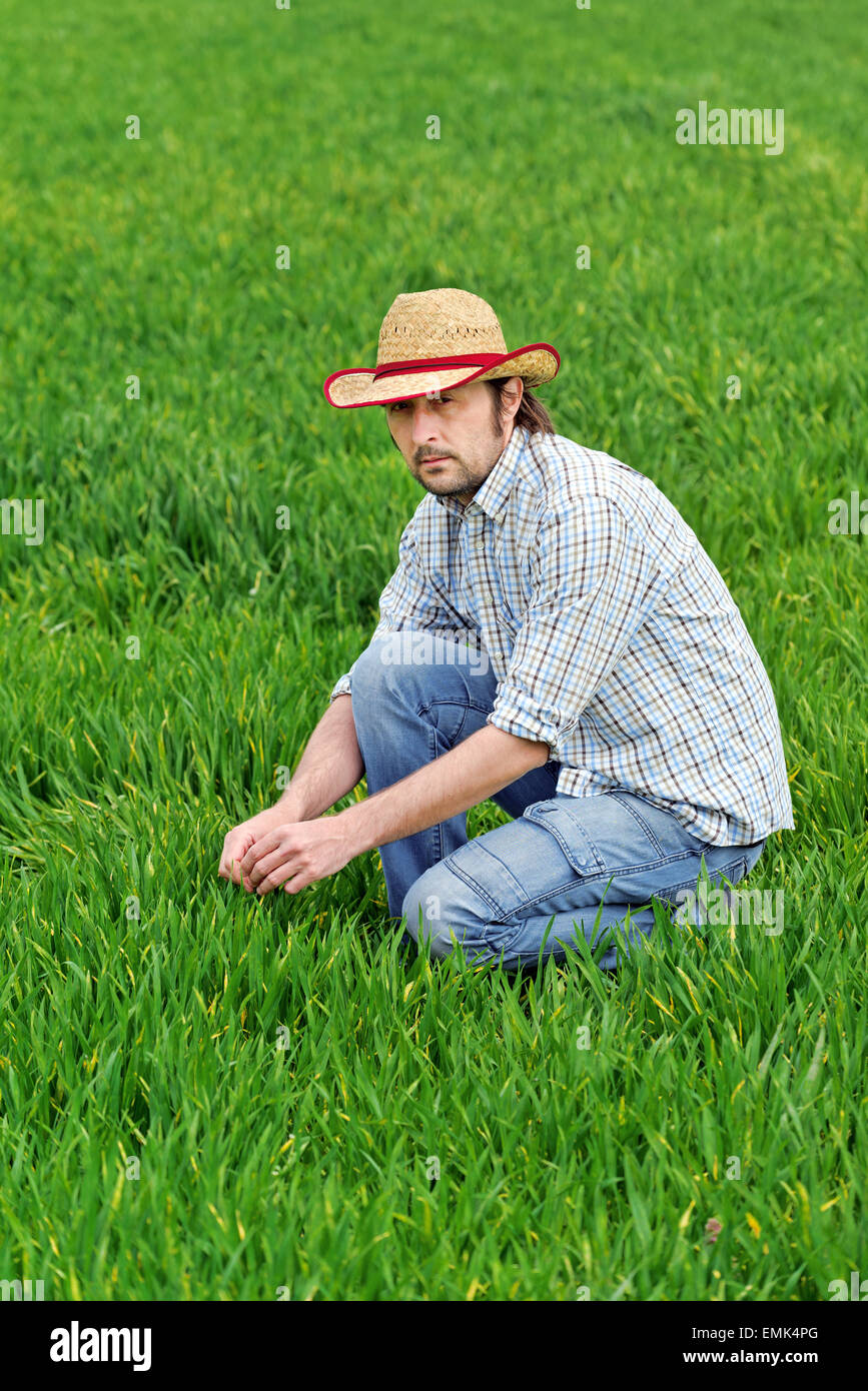 Farmer Examines and Controls Young Wheat Cultivation Field, Crop ...