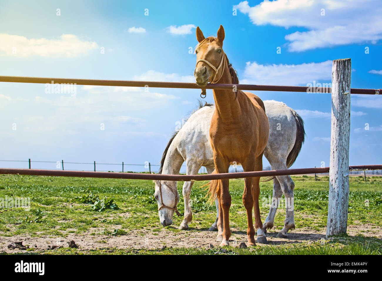 Pair of horses hi-res stock photography and images - Alamy