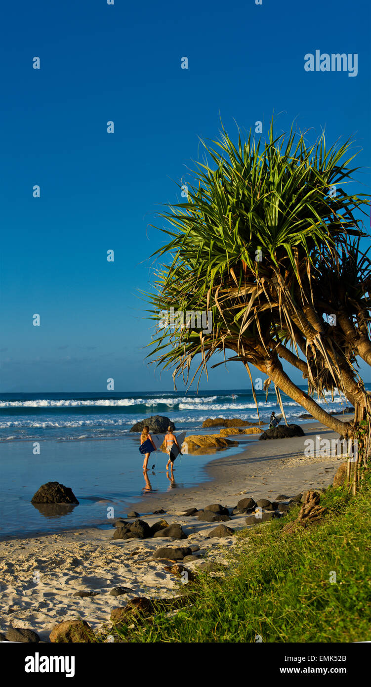 Pandanus at kirra beach hi-res stock photography and images - Alamy
