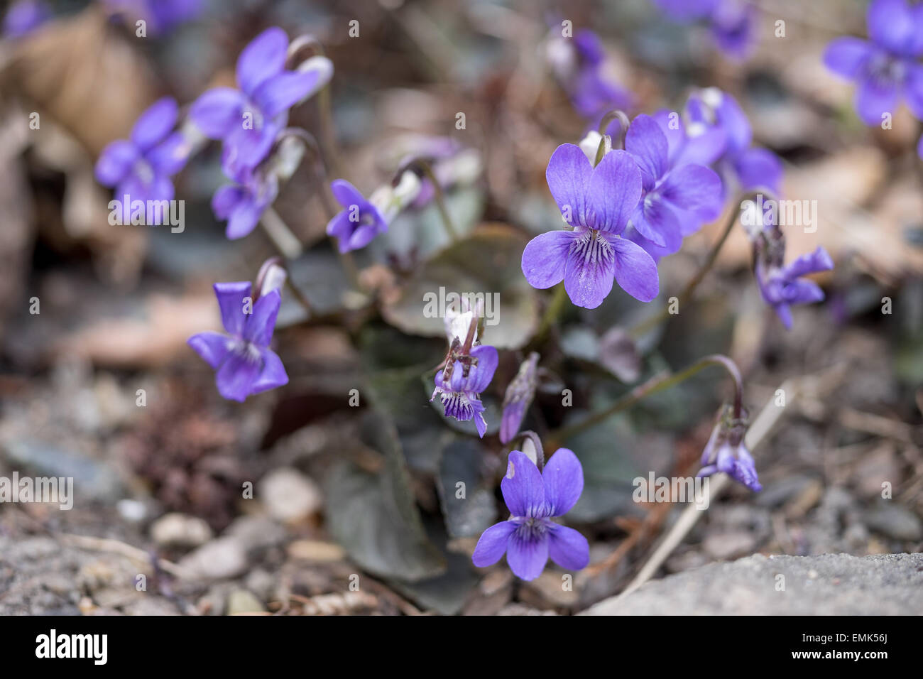 Viola labradorica Alpine dog violet American dog violet, dog violet ...