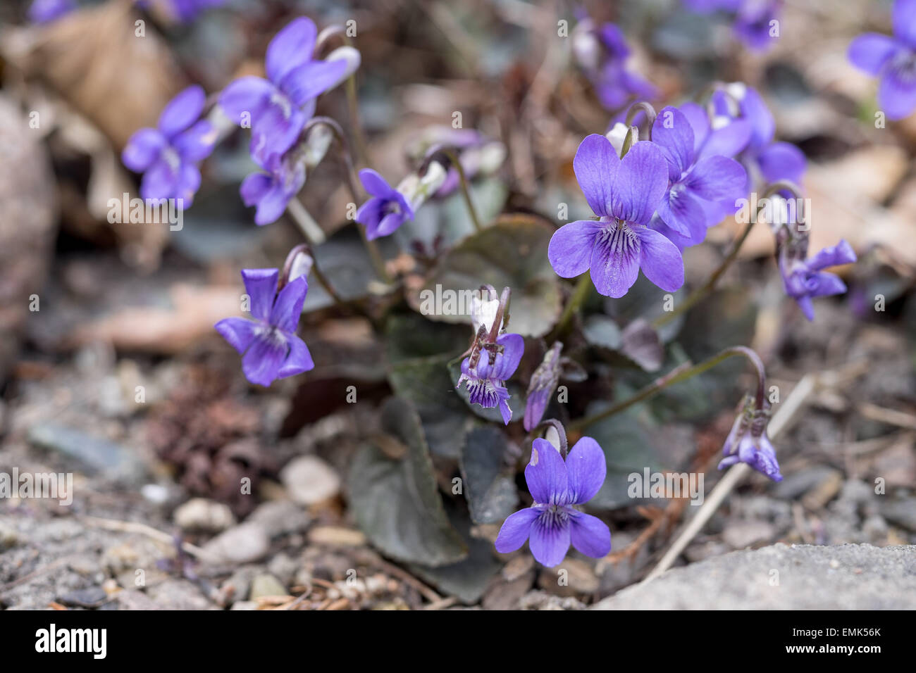 Viola labradorica Alpine dog violet American dog violet, dog violet ...