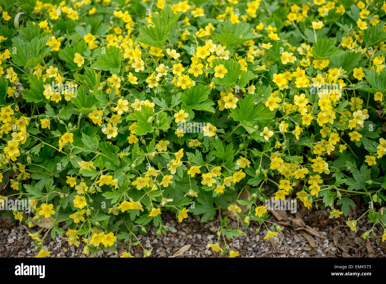 Waldsteinia geoides hi-res stock photography and images - Alamy