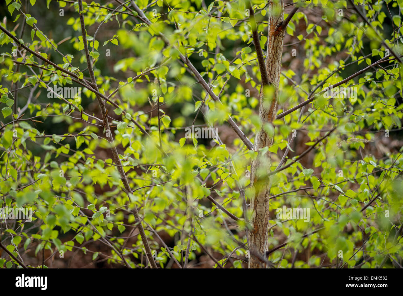 Fresh green birch tree spring leaves Betula veruccosa Stock Photo - Alamy