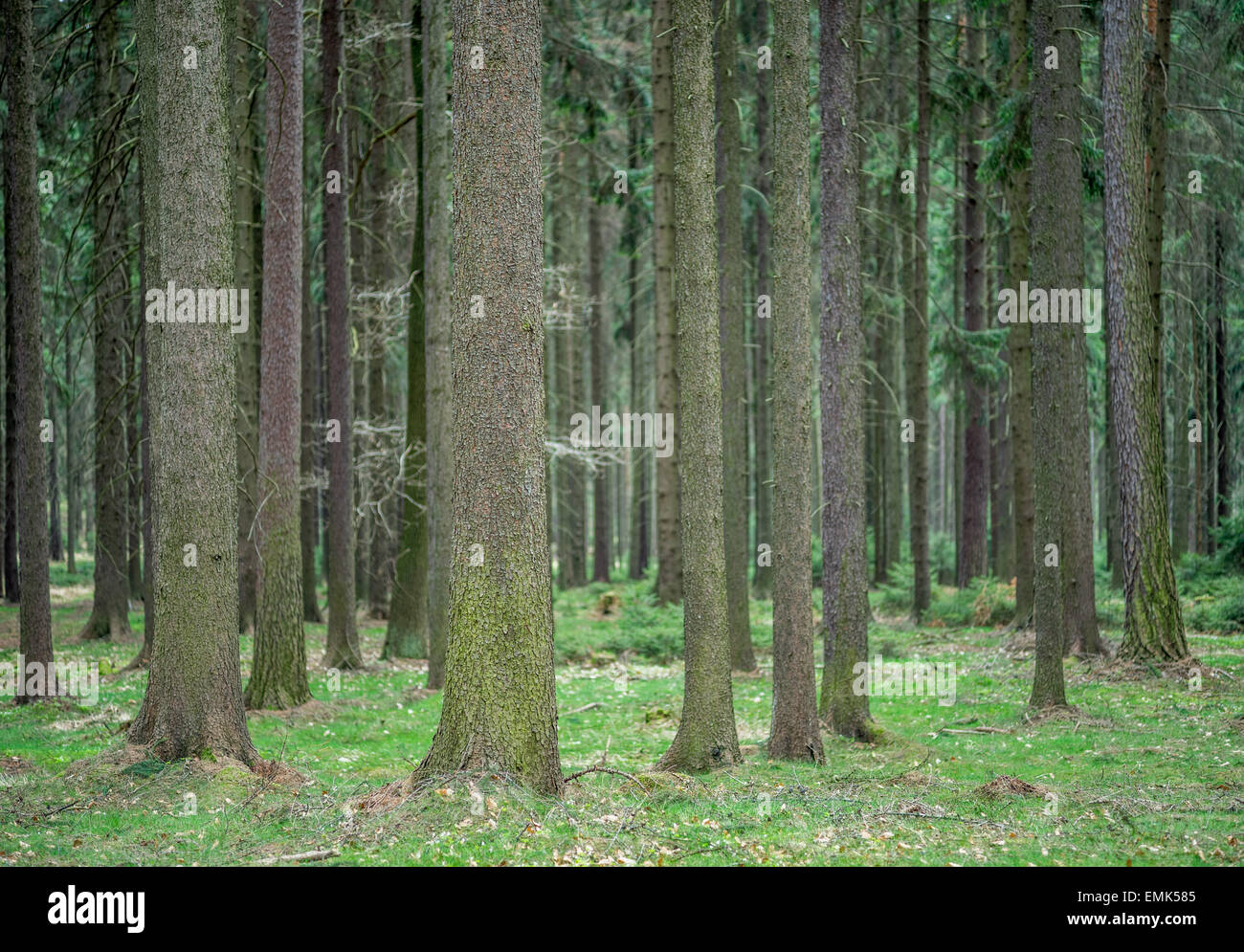 Northern European spruce tree trees forest in the early spring Stock ...
