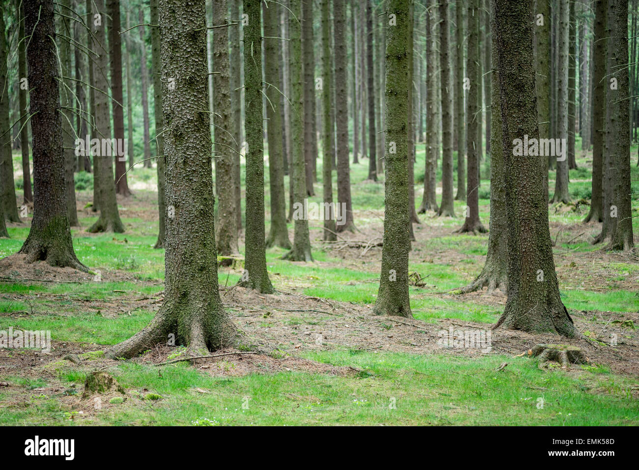 Northern European spruce tree trees forest in the early spring Stock ...