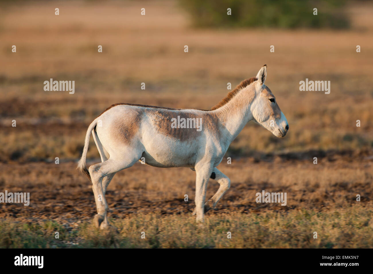 Onager or Asiatic wild ass (Equus hemionus), endangered species, Little ...