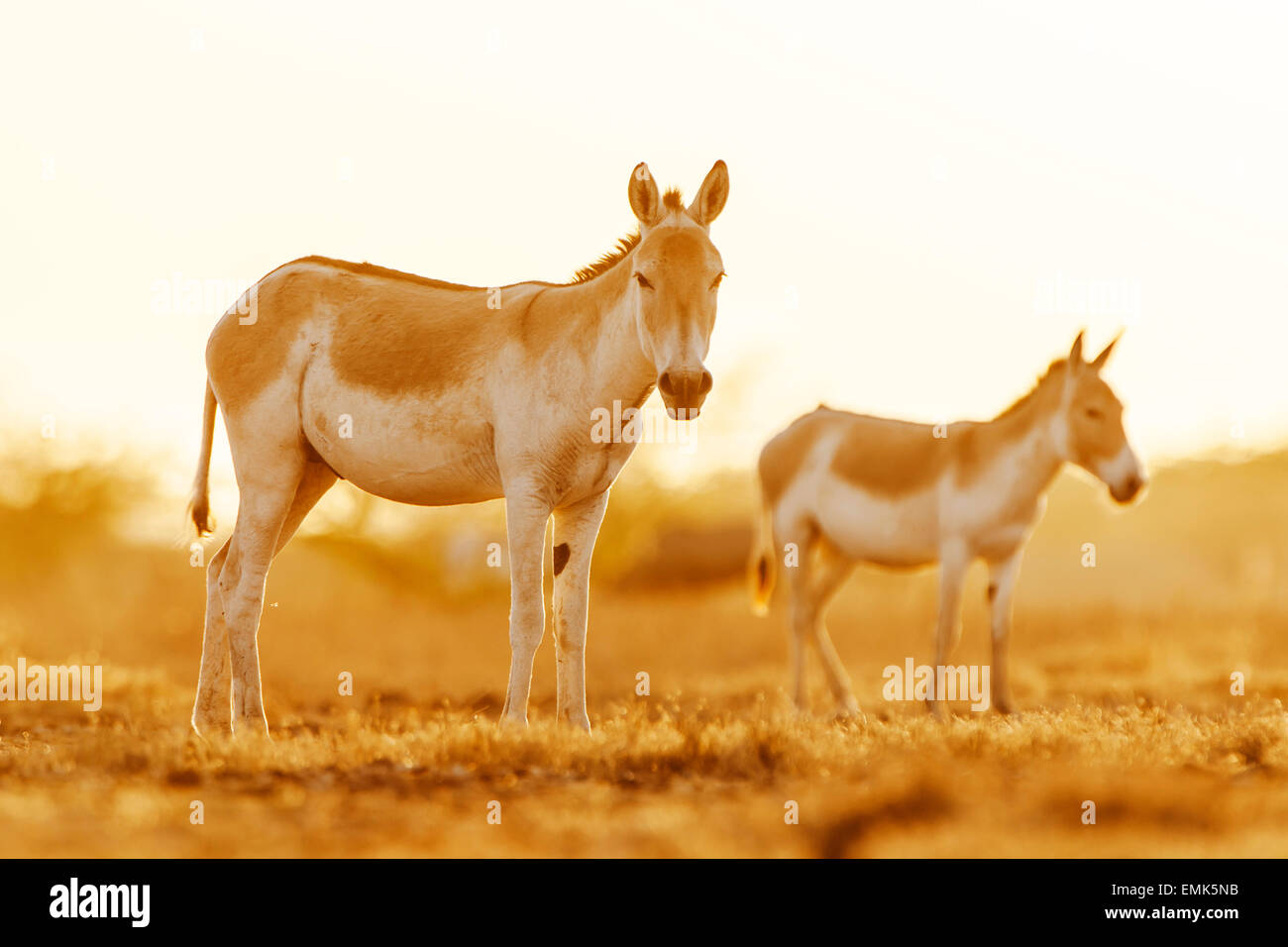 Two Onagers or Asiatic wild asses (Equus hemionus), evening light ...