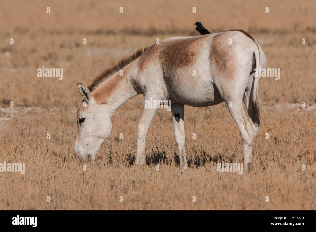 Onager or Asiatic wild ass (Equus hemionus), endangered species, with a ...