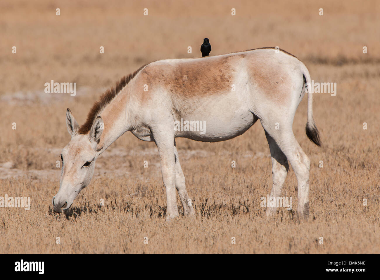 Onager or Asiatic wild ass (Equus hemionus), endangered species, with a ...