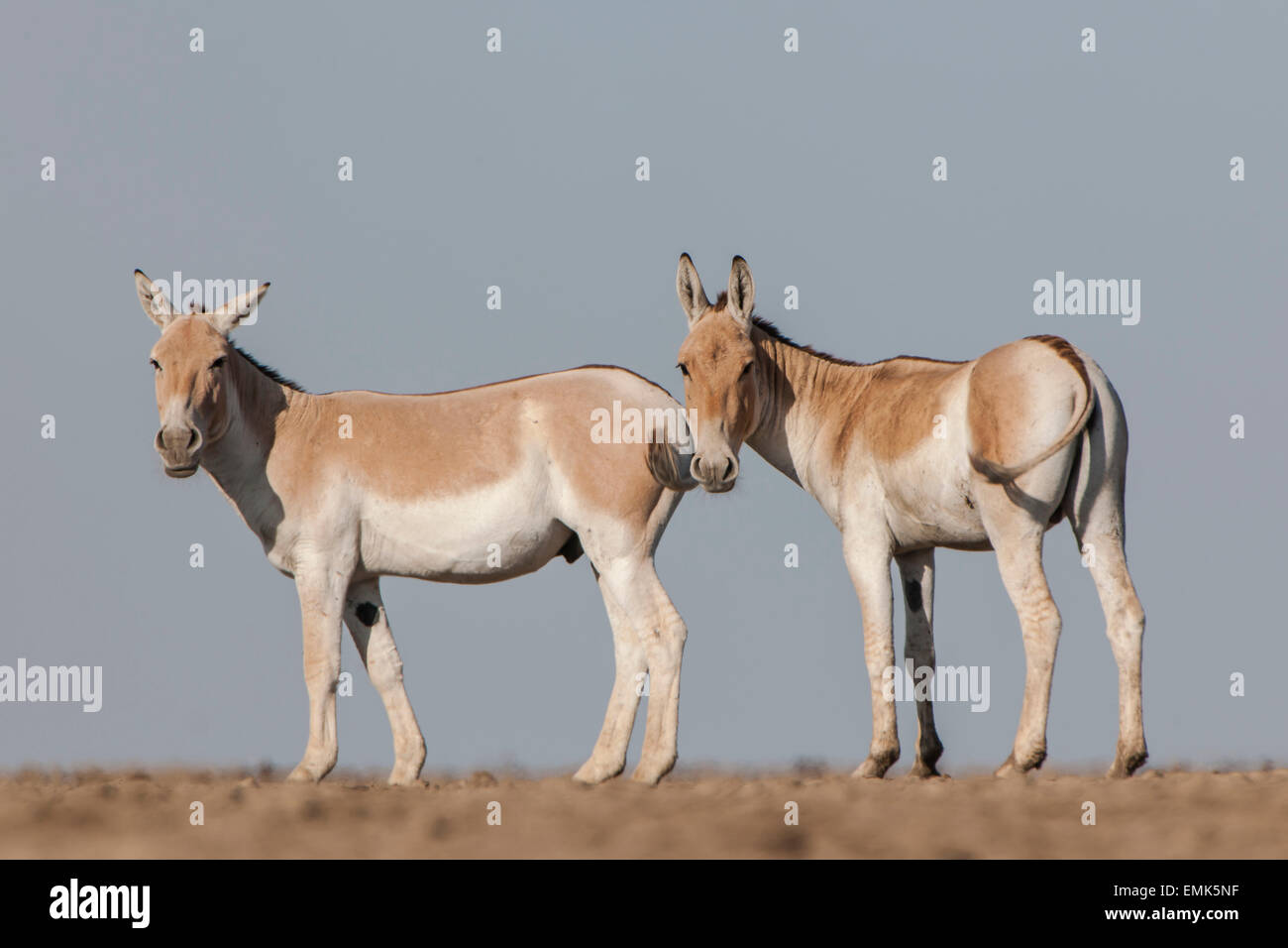 Asian donkey equus hemionus hi-res stock photography and images - Alamy