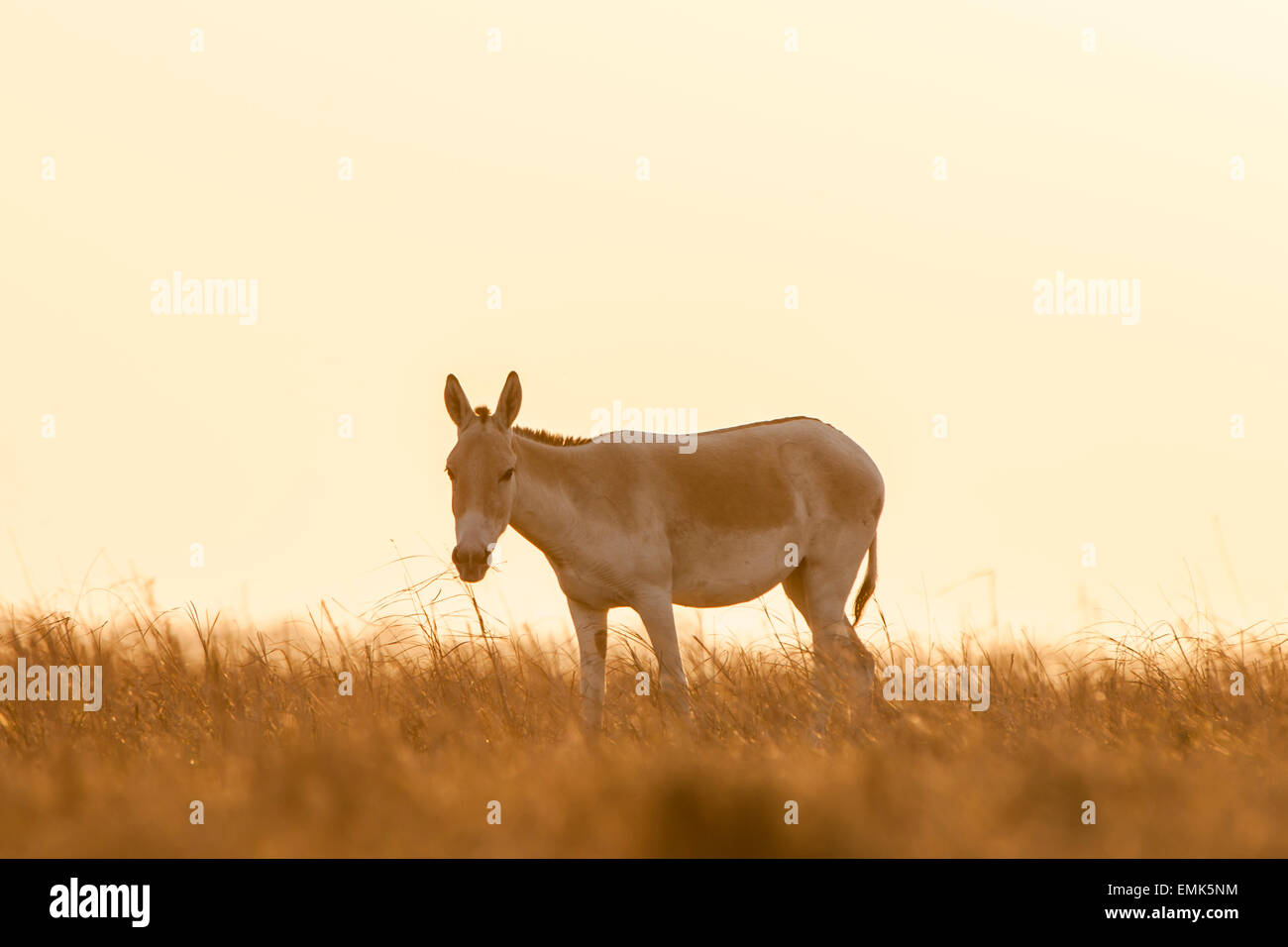 Onager or Asiatic wild ass (Equus hemionus), endangered species ...
