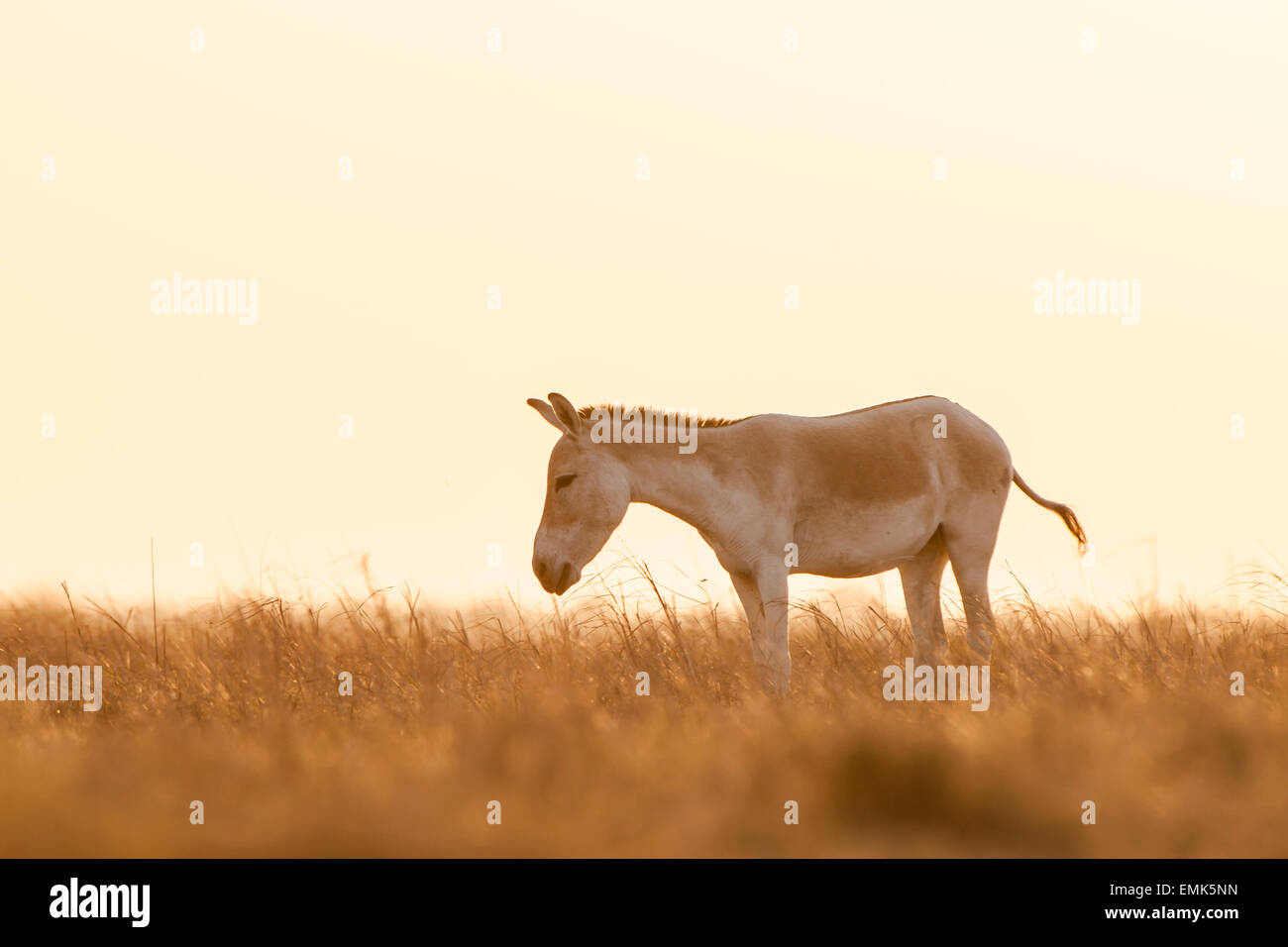 Onager or Asiatic wild ass (Equus hemionus), endangered species ...