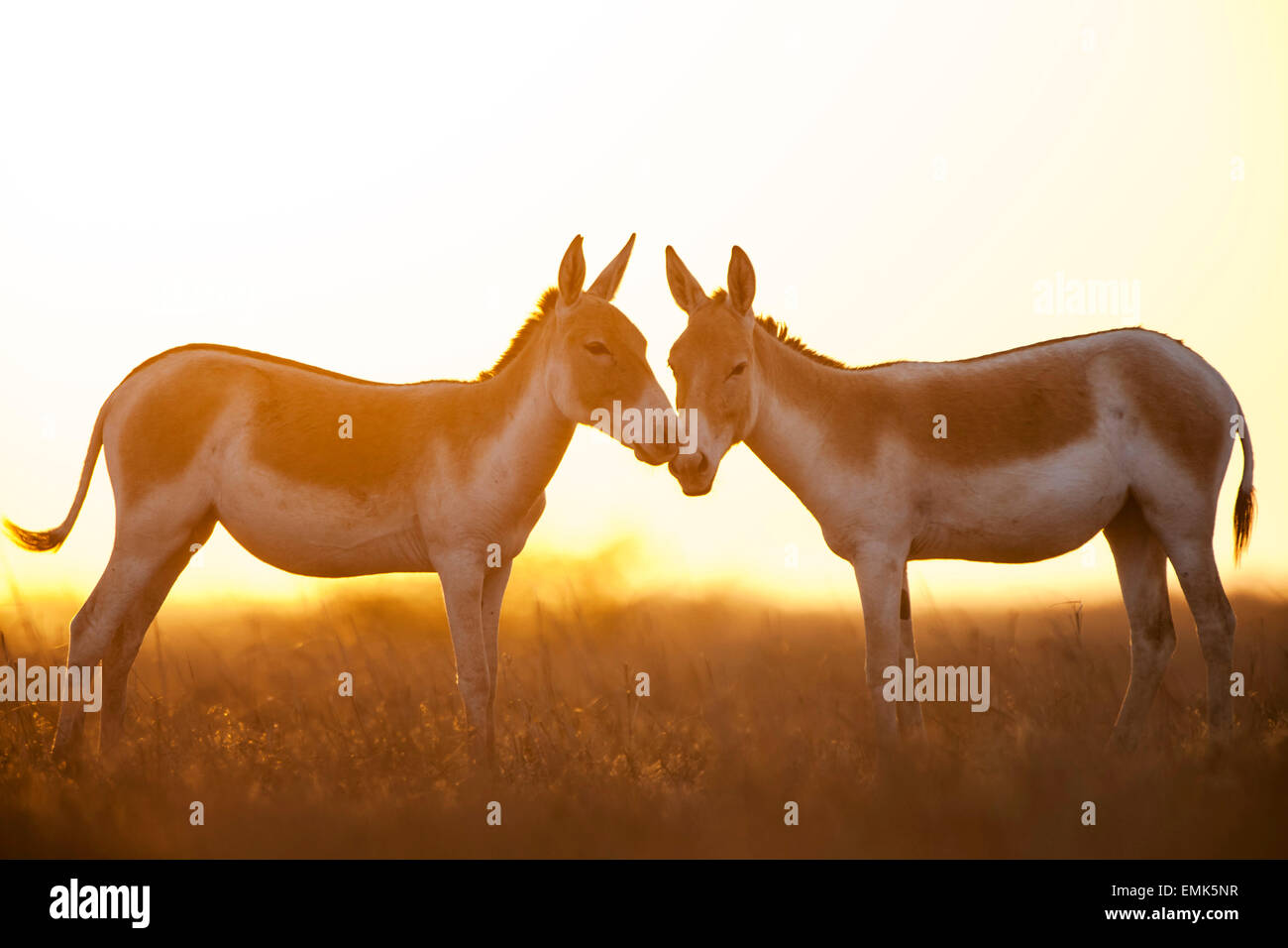 Two Onagers or Asiatic wild asses (Equus hemionus), evening light ...