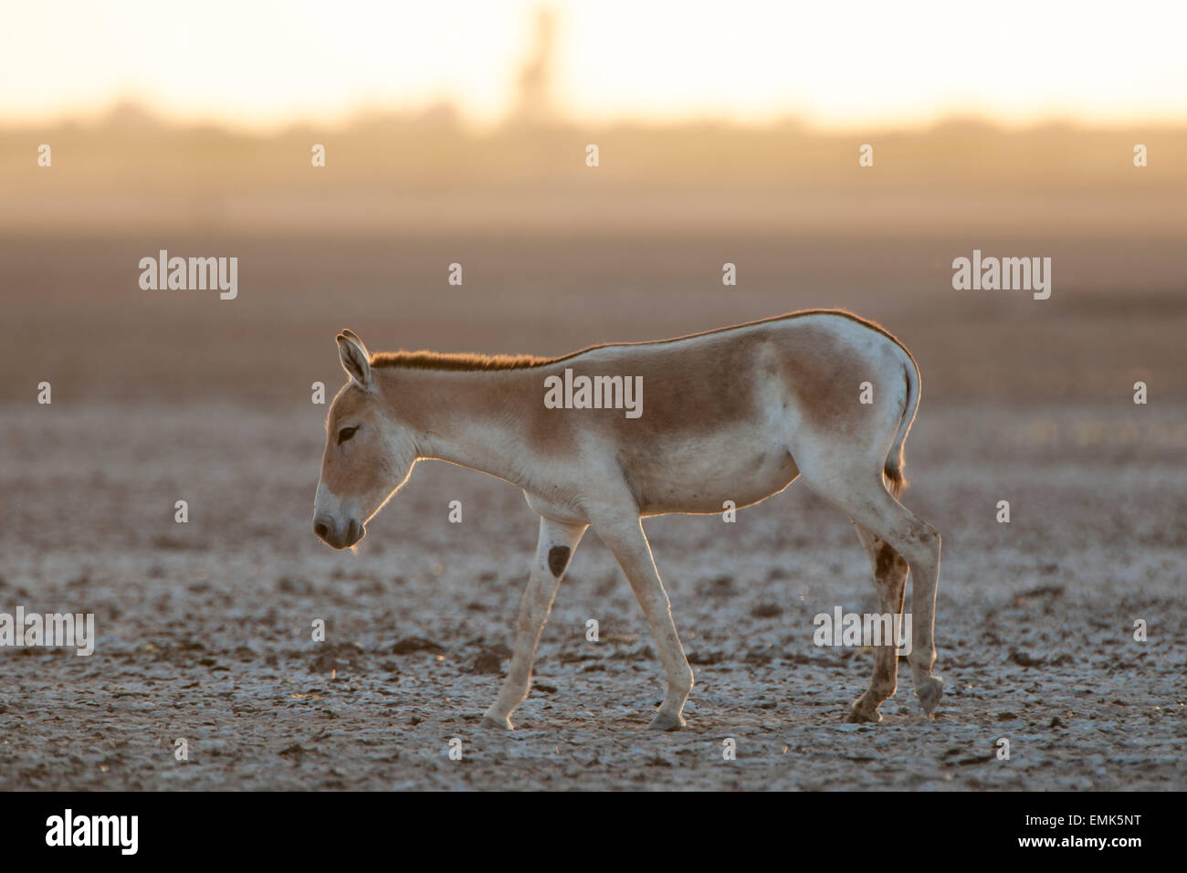 Onager or Asiatic wild ass (Equus hemionus), endangered species ...