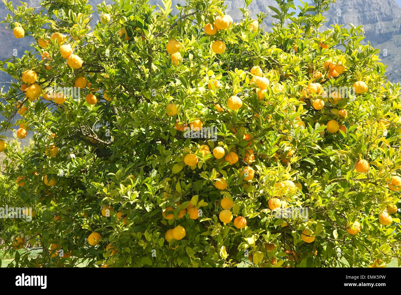 Lemon tree (Citrus), South Africa Stock Photo - Alamy
