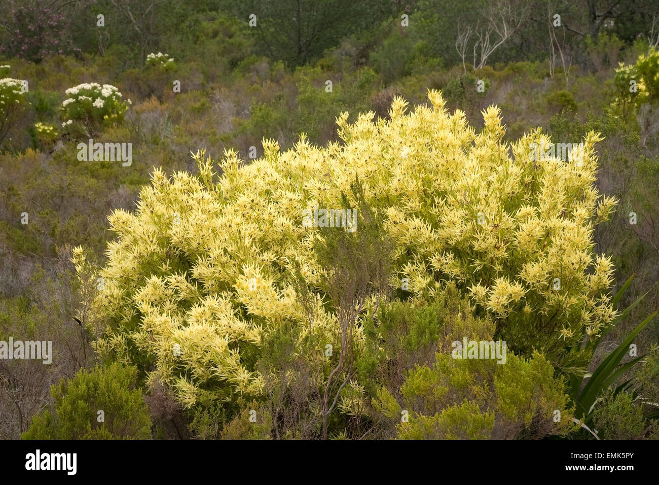 Silver tree hi-res stock photography and images - Alamy