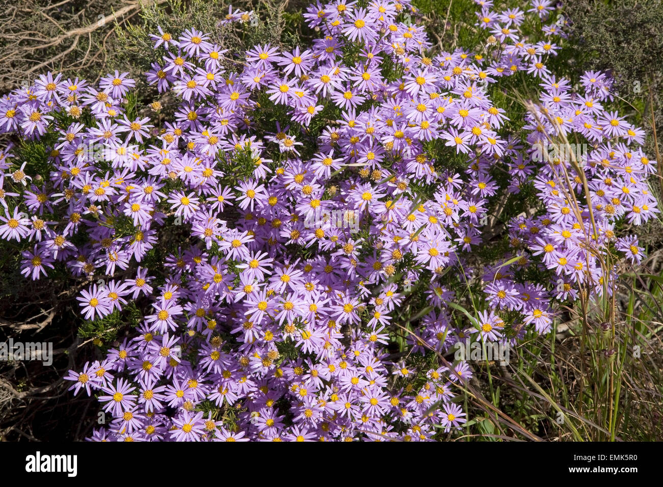 Bush Felicia (Felicia fruticosa), Cape Region, South Africa Stock Photo ...