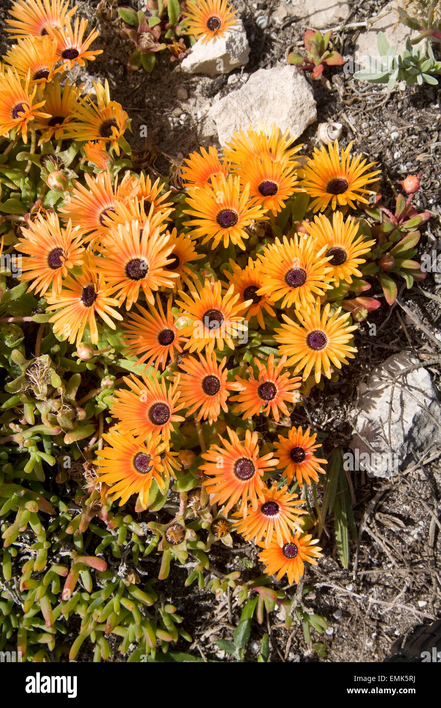 Ice Plants (Dorotheanthus bellidiformis) Cape Region, South Africa ...