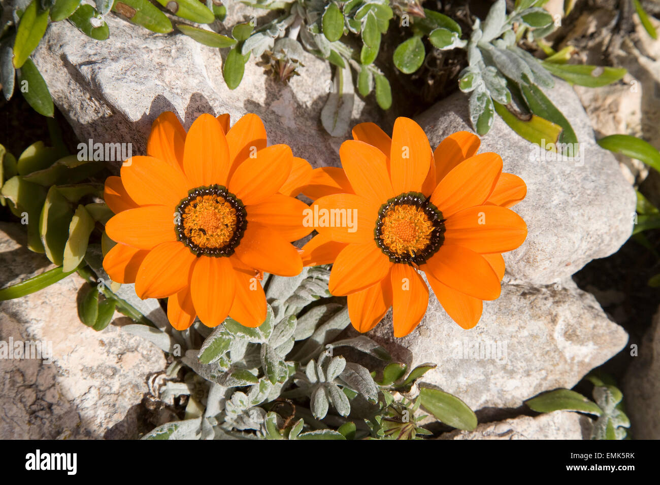 Treasure Flowers (Gazania krebsiana), Cape Region, South Africa Stock ...