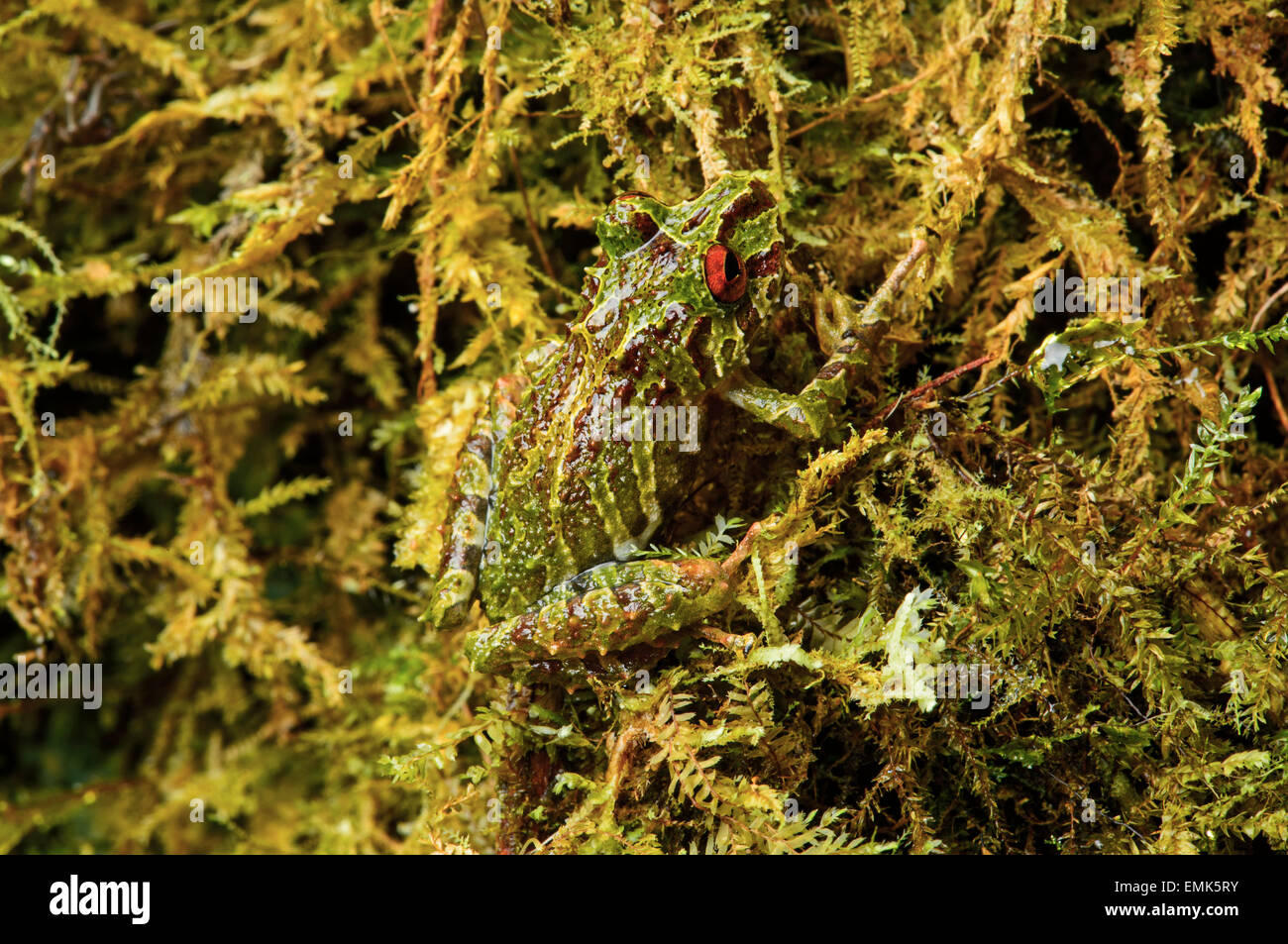 Neotropical frog (Pristimantis eriphus), male, identifiable by the red ...