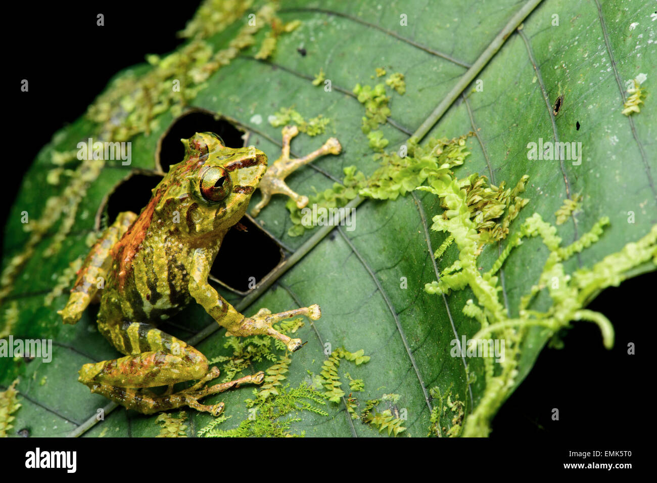 Neotropical frog (Pristimantis eriphus), female, Andean cloud forest ...