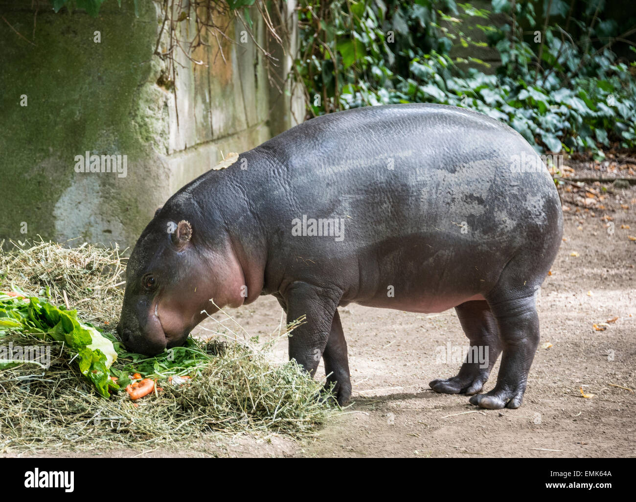 Pygmy Hippopotamus (Choeropsis liberiensis, Hexaprotodon liberiensis ...