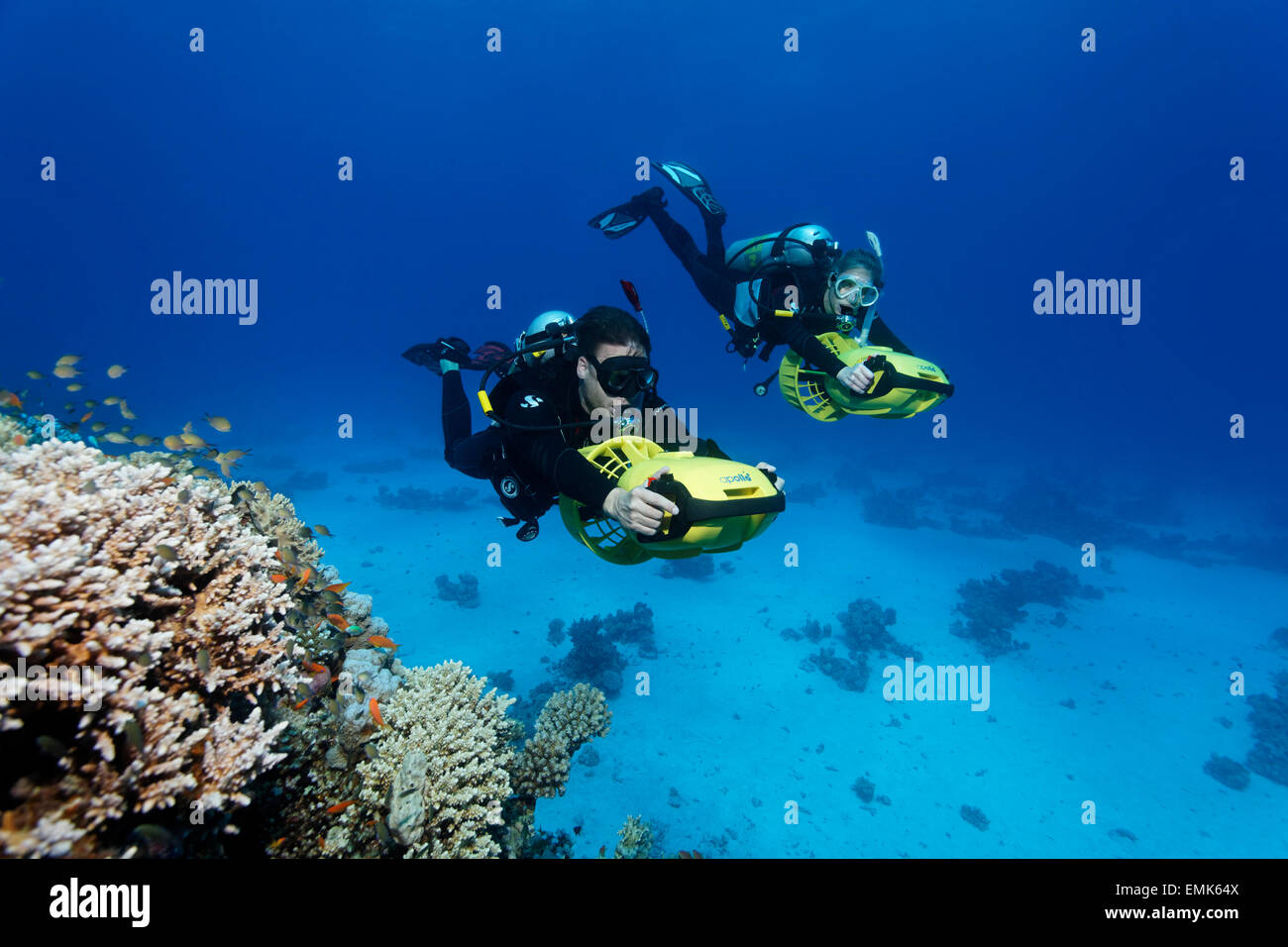 Divers with diver propulsion vehicles exploring a coral reef, Soma Bay ...