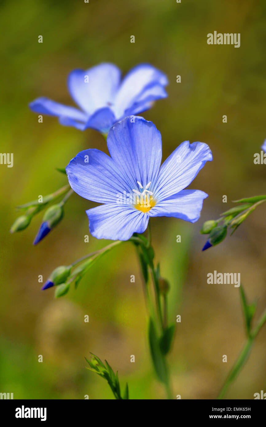 Alpine Flax (Linum alpinum), Tyrol, Austria Stock Photo - Alamy
