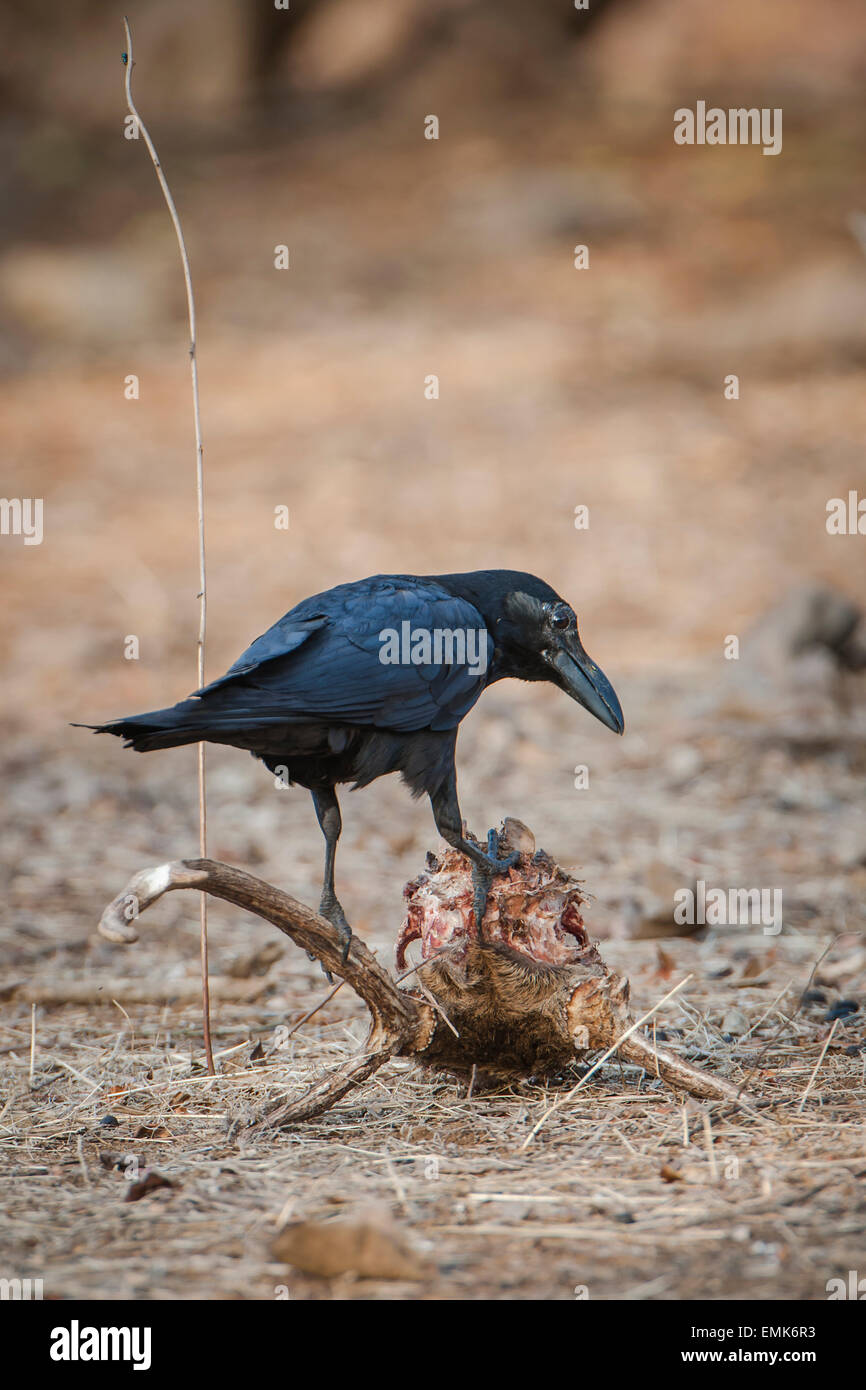 India crow scavenger hi-res stock photography and images - Alamy