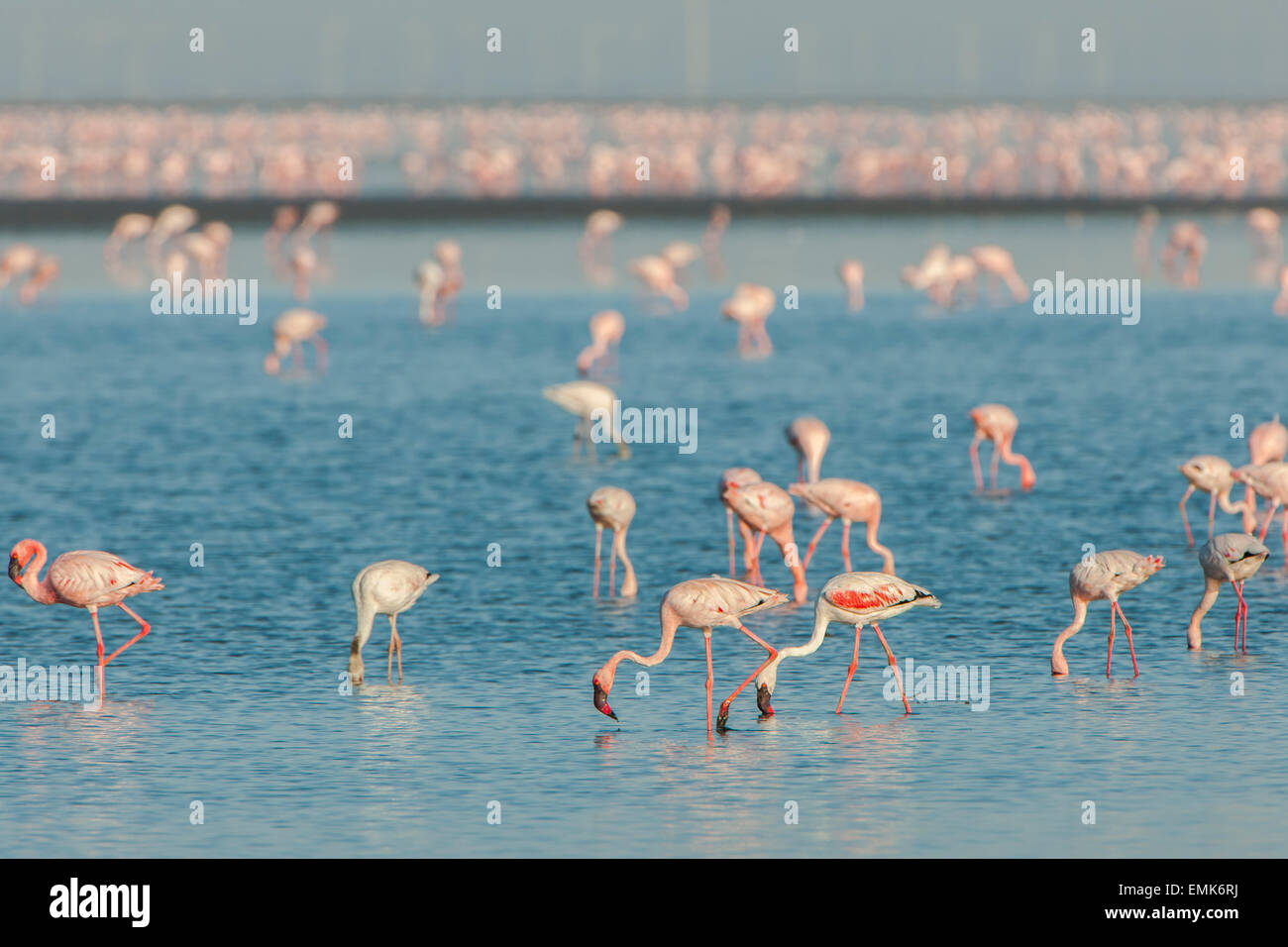 Greater flamingo colony hi-res stock photography and images - Alamy