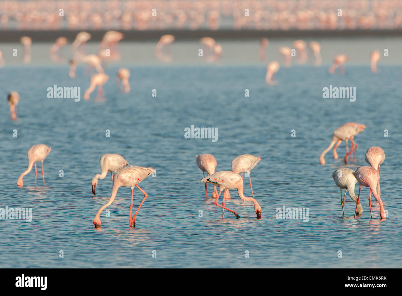 Animals of gujarat animals of kutch animals hi-res stock photography ...