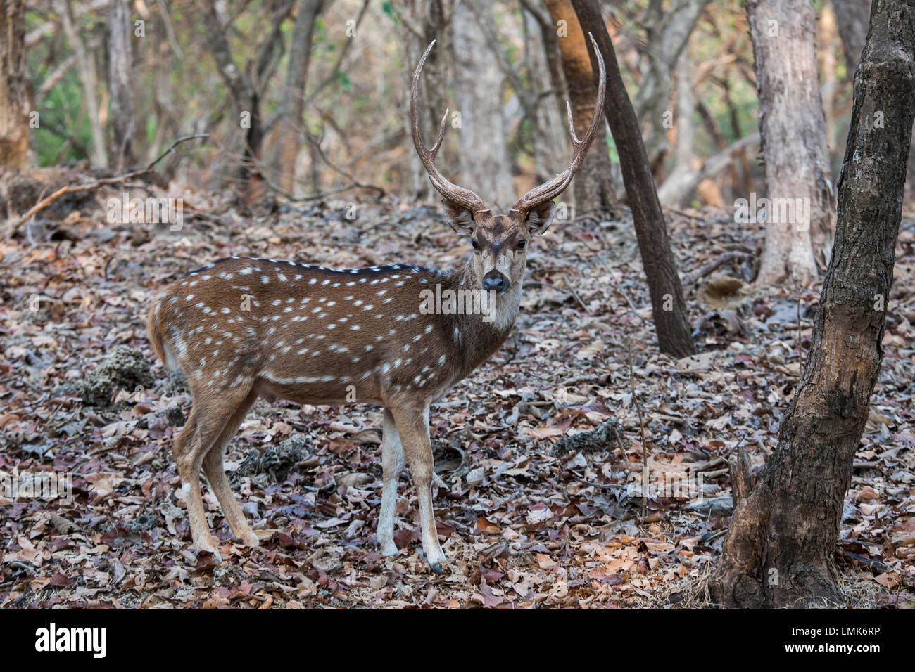 Gir forest national park hi-res stock photography and images - Alamy