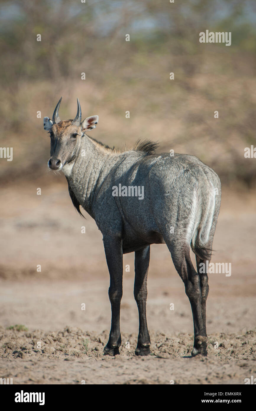 Nilgai or nilgau (Boselaphus tragocamelus), male, Little Rann of Kutch ...